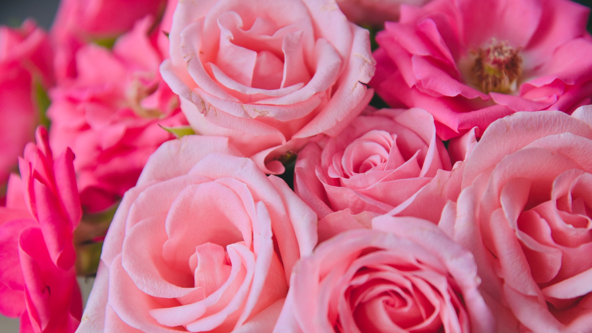 The Beauty Benefits of Roses | Flawless World